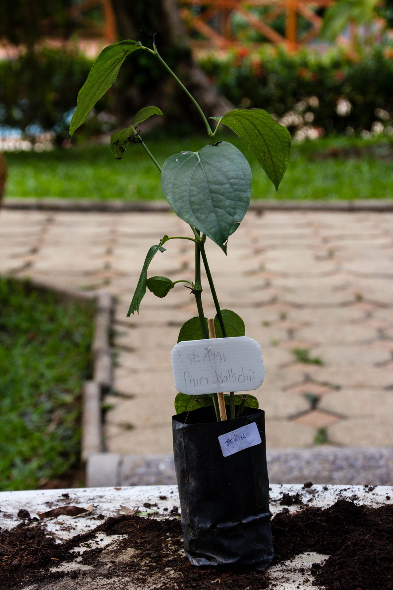 Piper ribesioides Wall | Siampictures