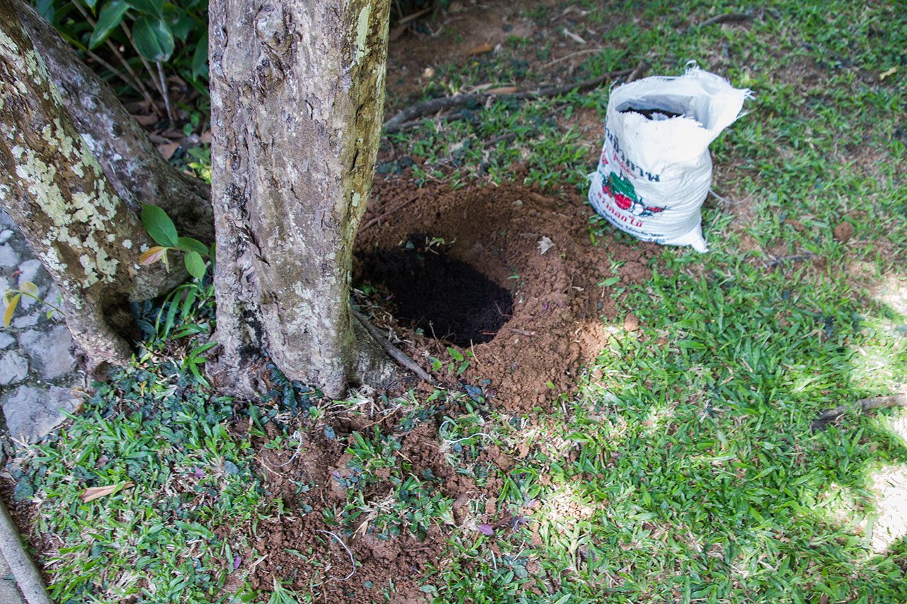 Piper ribesioides Wall | Siampictures