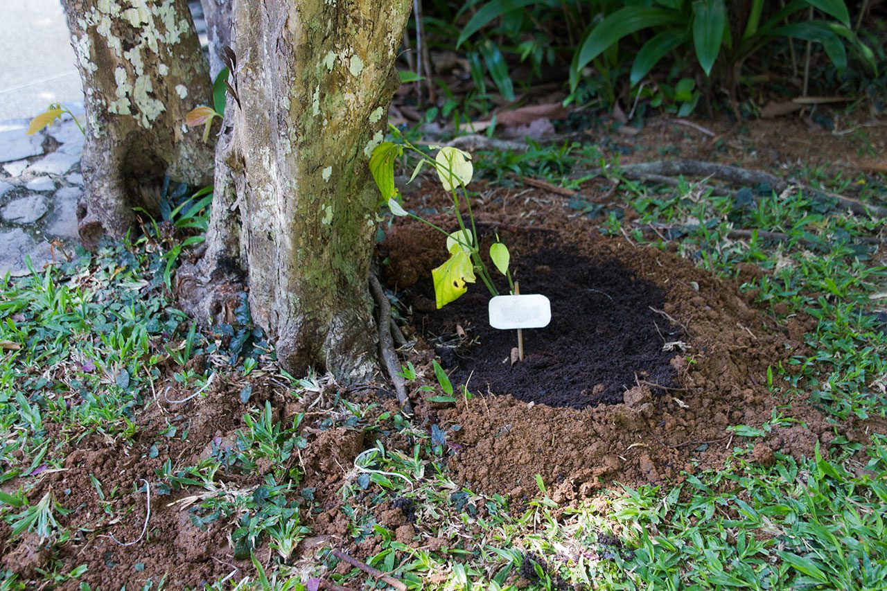 Piper ribesioides Wall | Siampictures